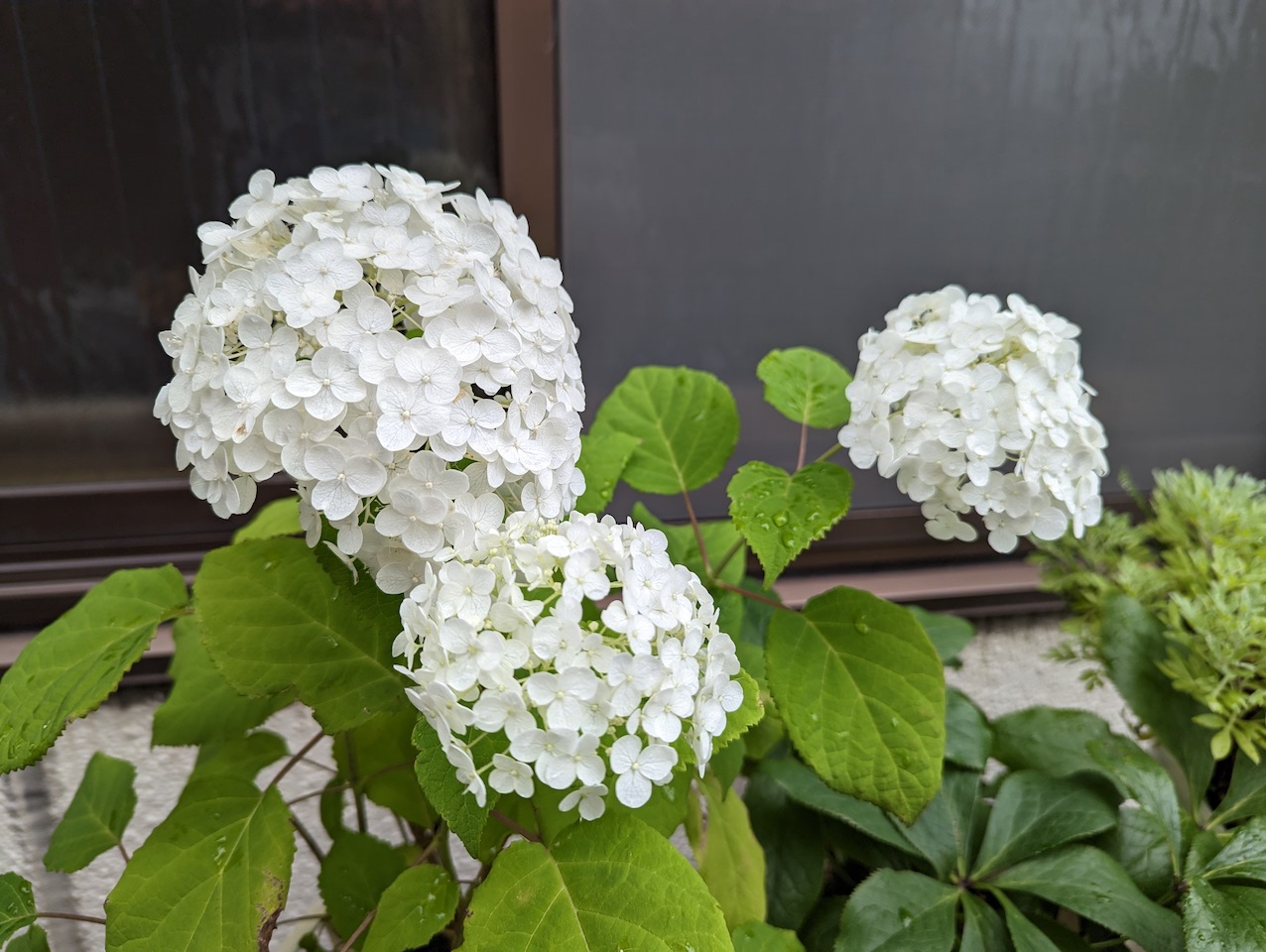 VS code のDev containerの機能を使い、dockerでpythonが使えるようになりました。 No.81｜少しずつはじめてみる